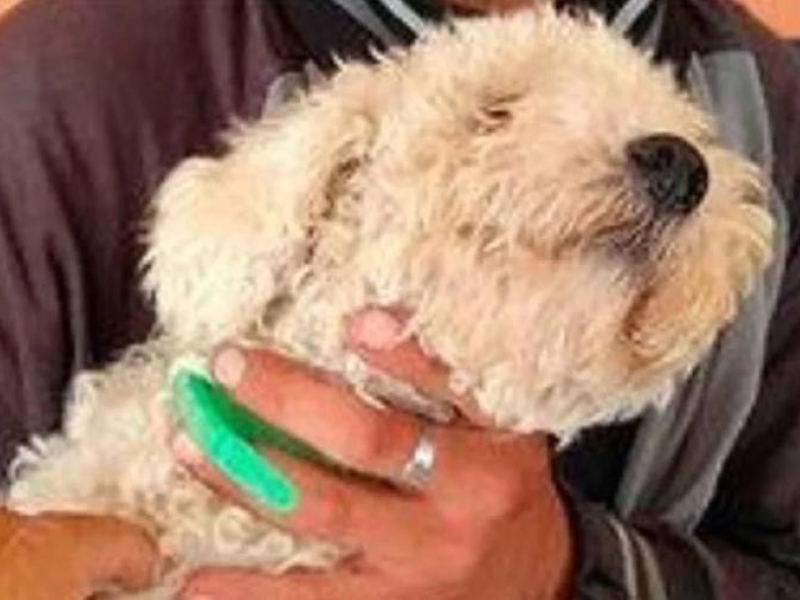 La enorme decepción de esta joven al recibir el perro robado a sus ...