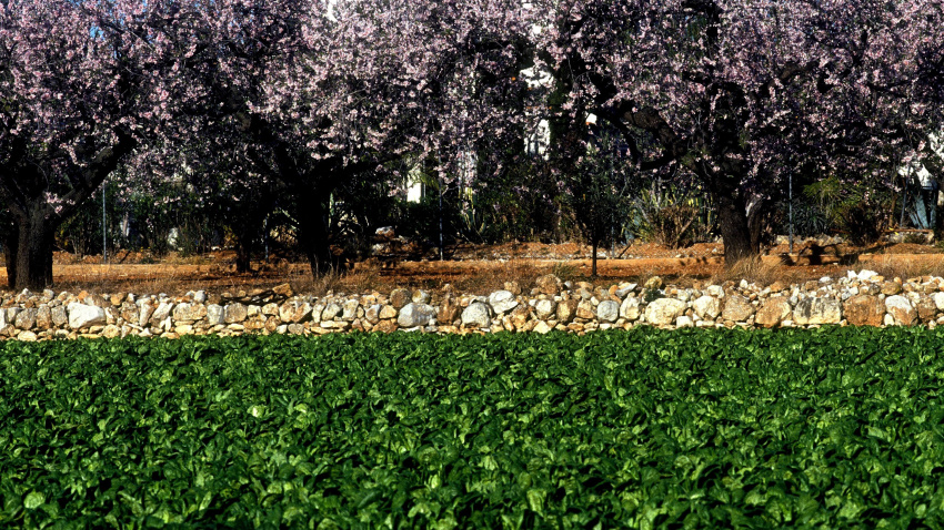Ametllers en flor: el primer gran espectacle natural de l’any a ...
