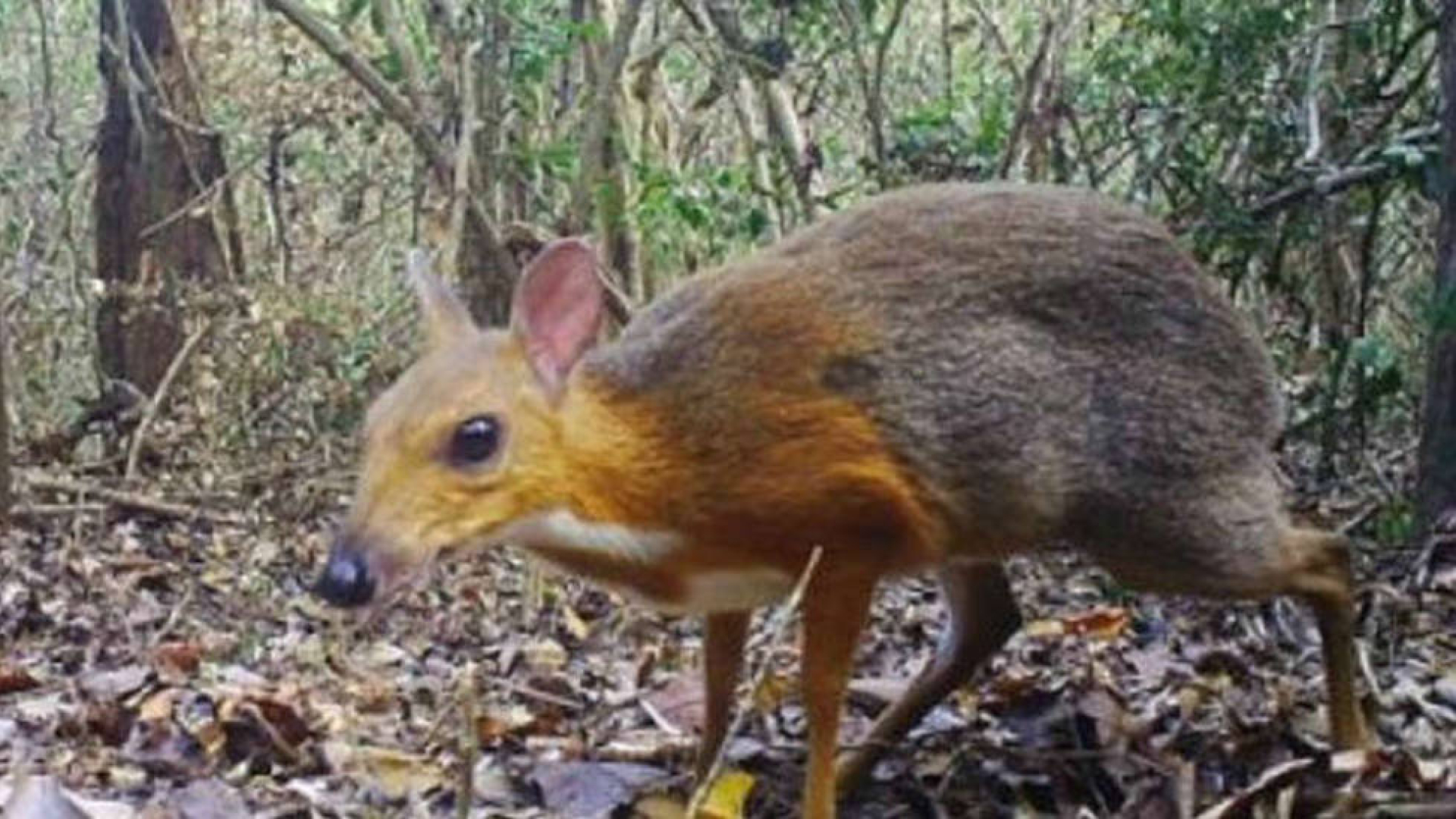 Reaparece 30 años después el 'ciervo ratón', una especie que se creía ...