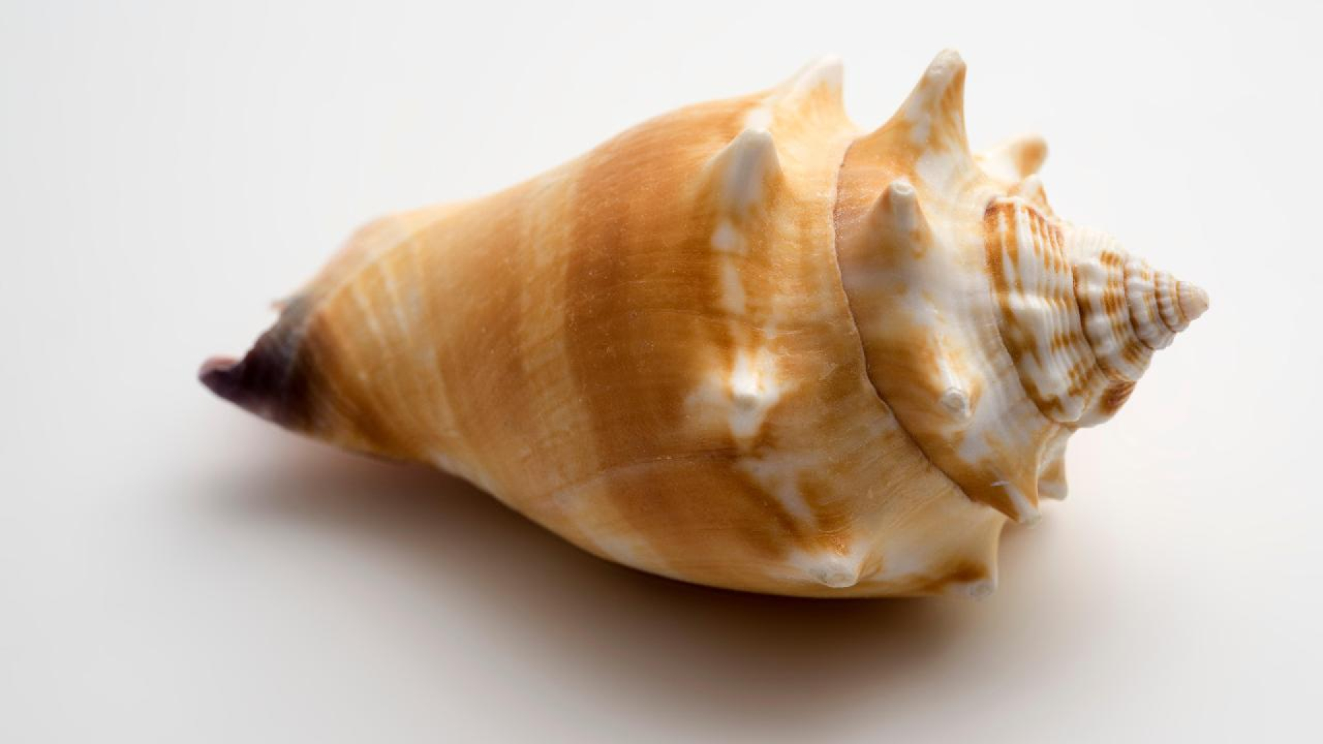 Qué es lo que suena, en realidad, dentro de una caracola si no es el ...