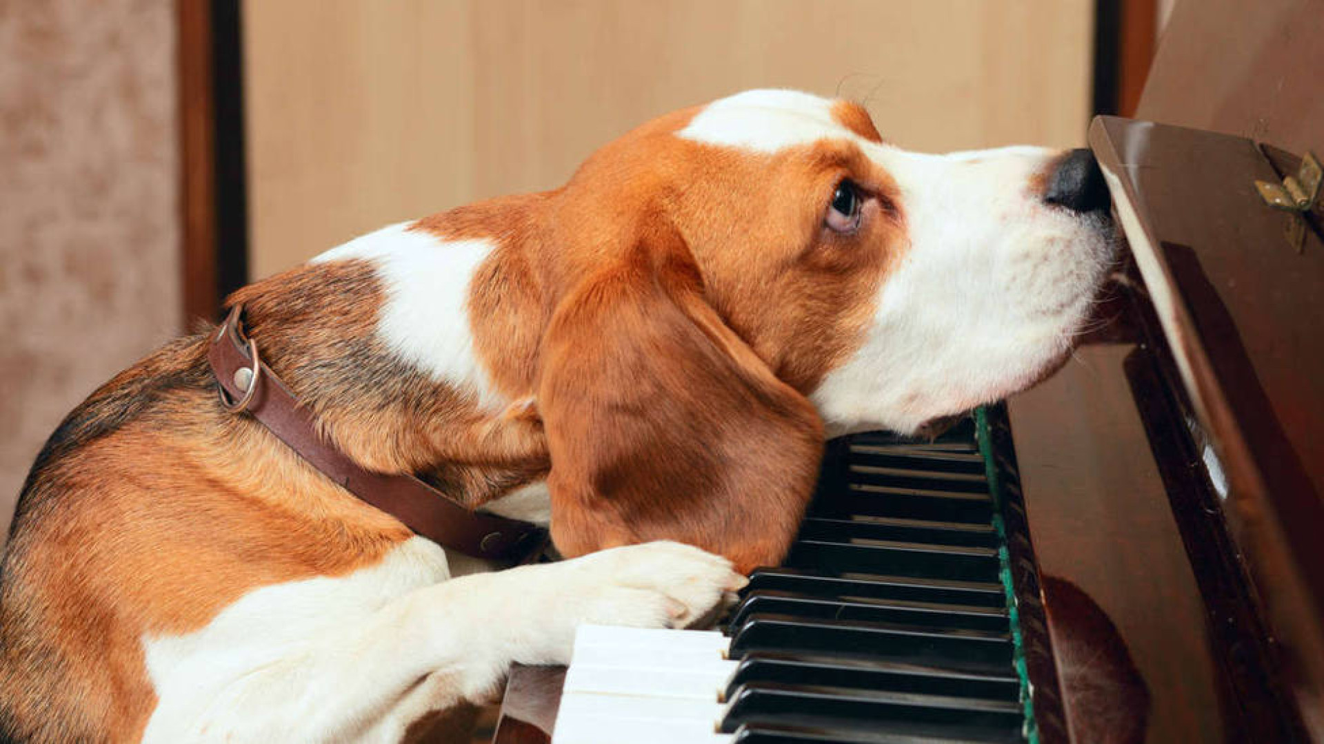 El increíble talento de un perro tocando el piano y cantando cuando no ...