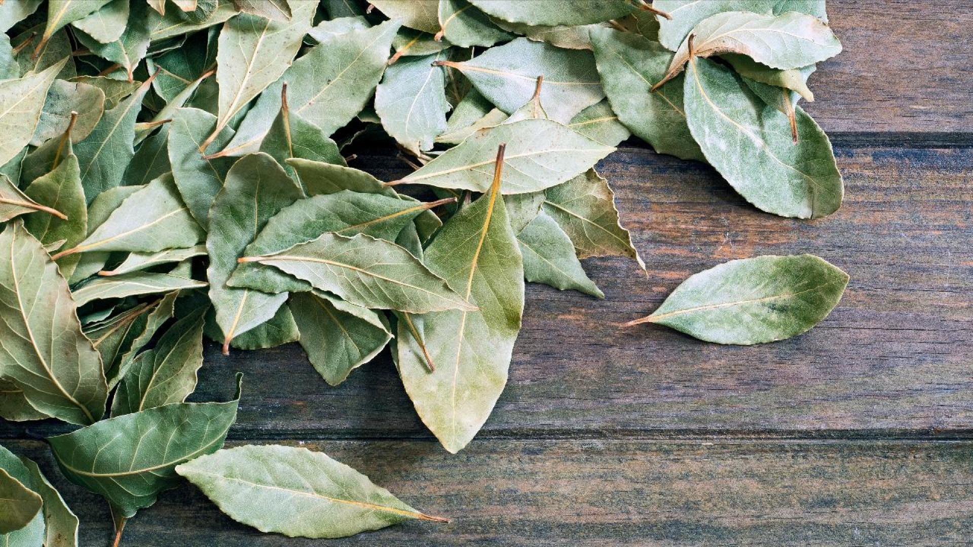 La infusión de laurel con la que vas a acabar con las plagas de ...