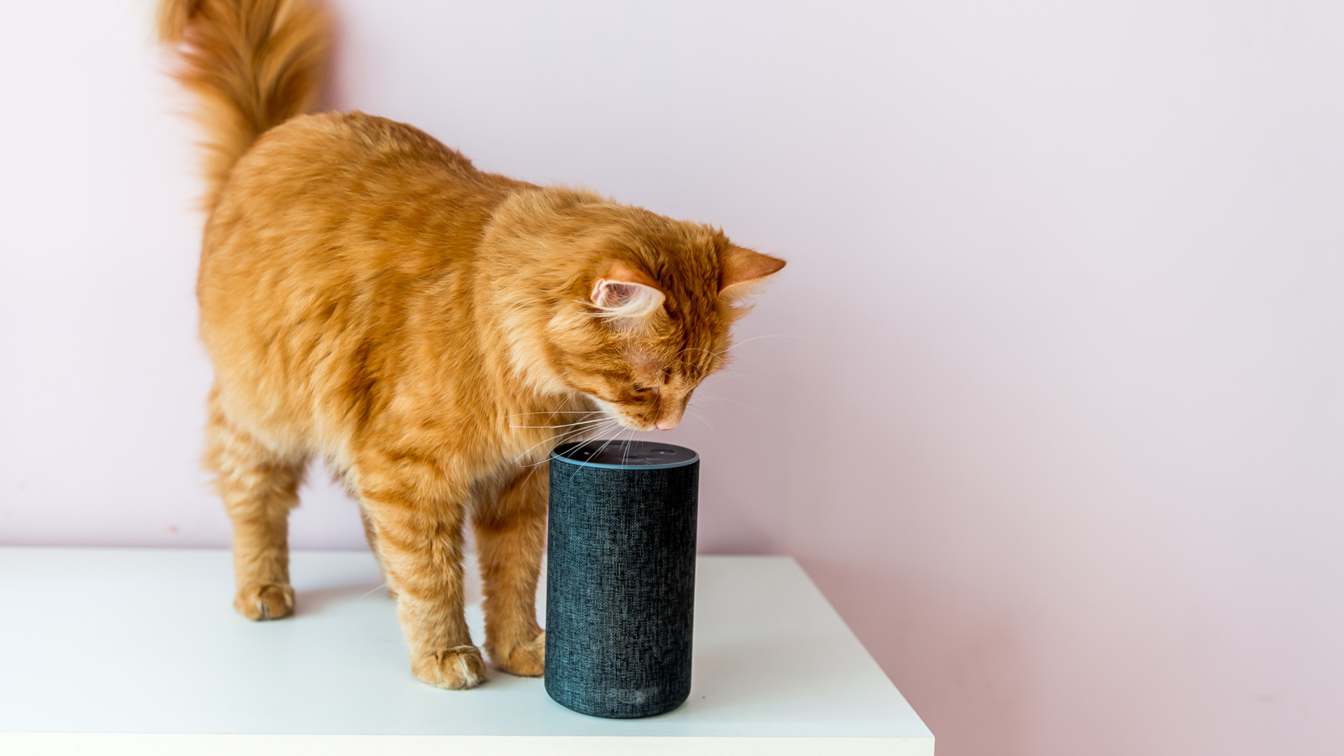 La surrealista historia de un gato y un altavoz inteligente: "Es un ...