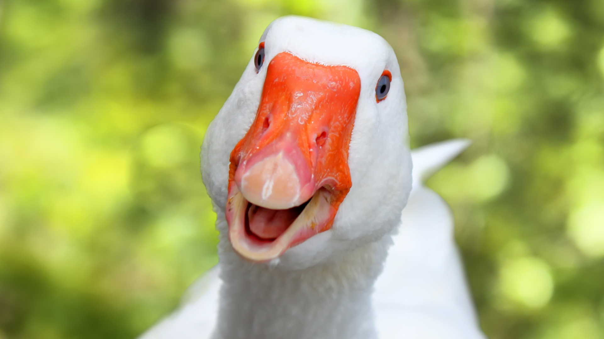 Un pato que habla: ¿eres capaz de entender qué está diciendo?